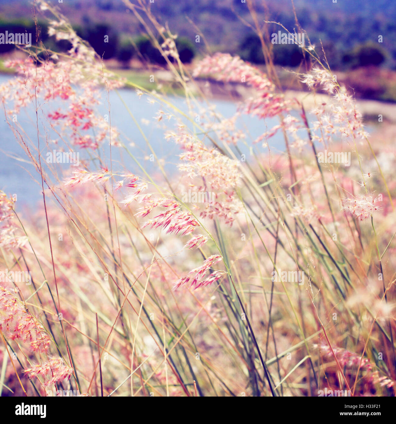 Pink grass field with retro filter effect Stock Photo - Alamy
