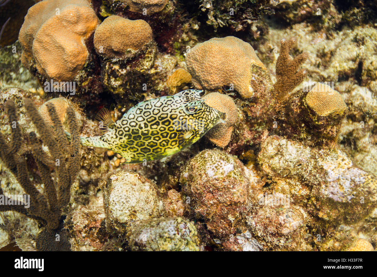 Boxfish caribbean hi-res stock photography and images - Alamy
