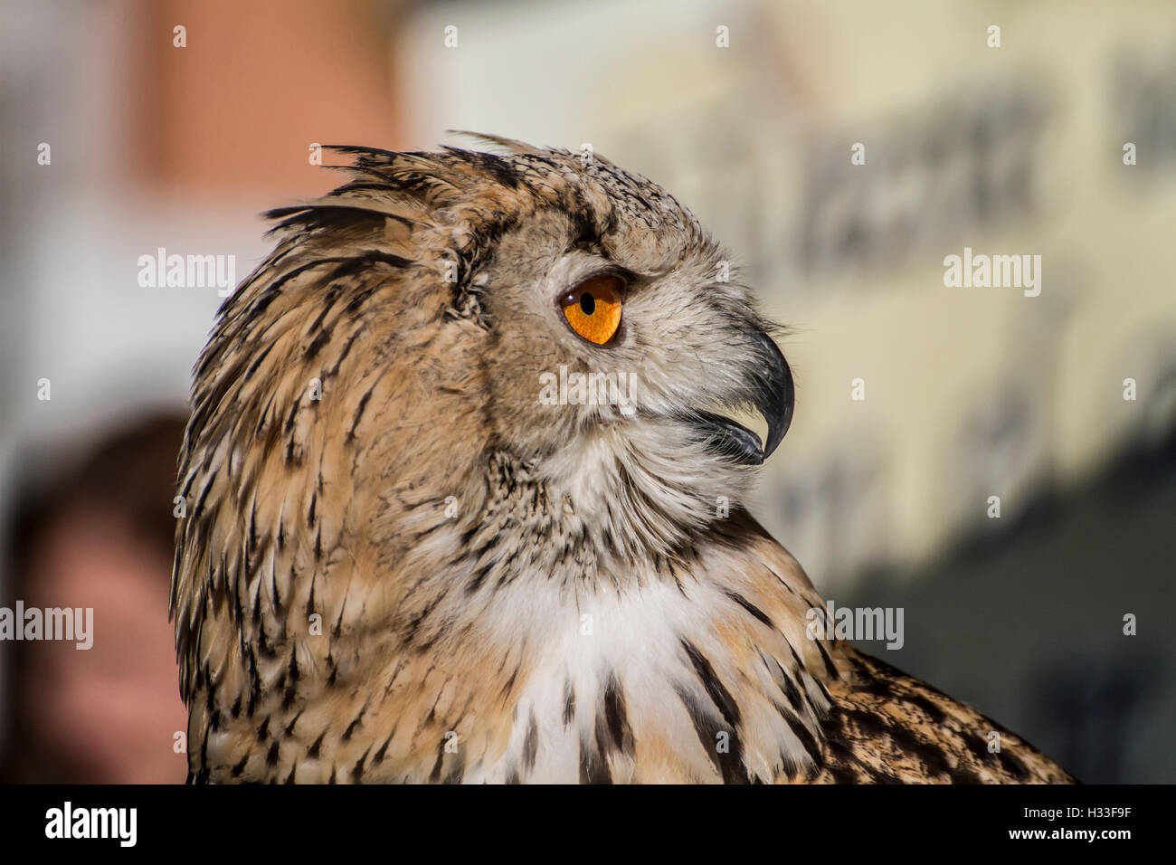 eagle owl, detail of head, lovely plumage Stock Photo - Alamy