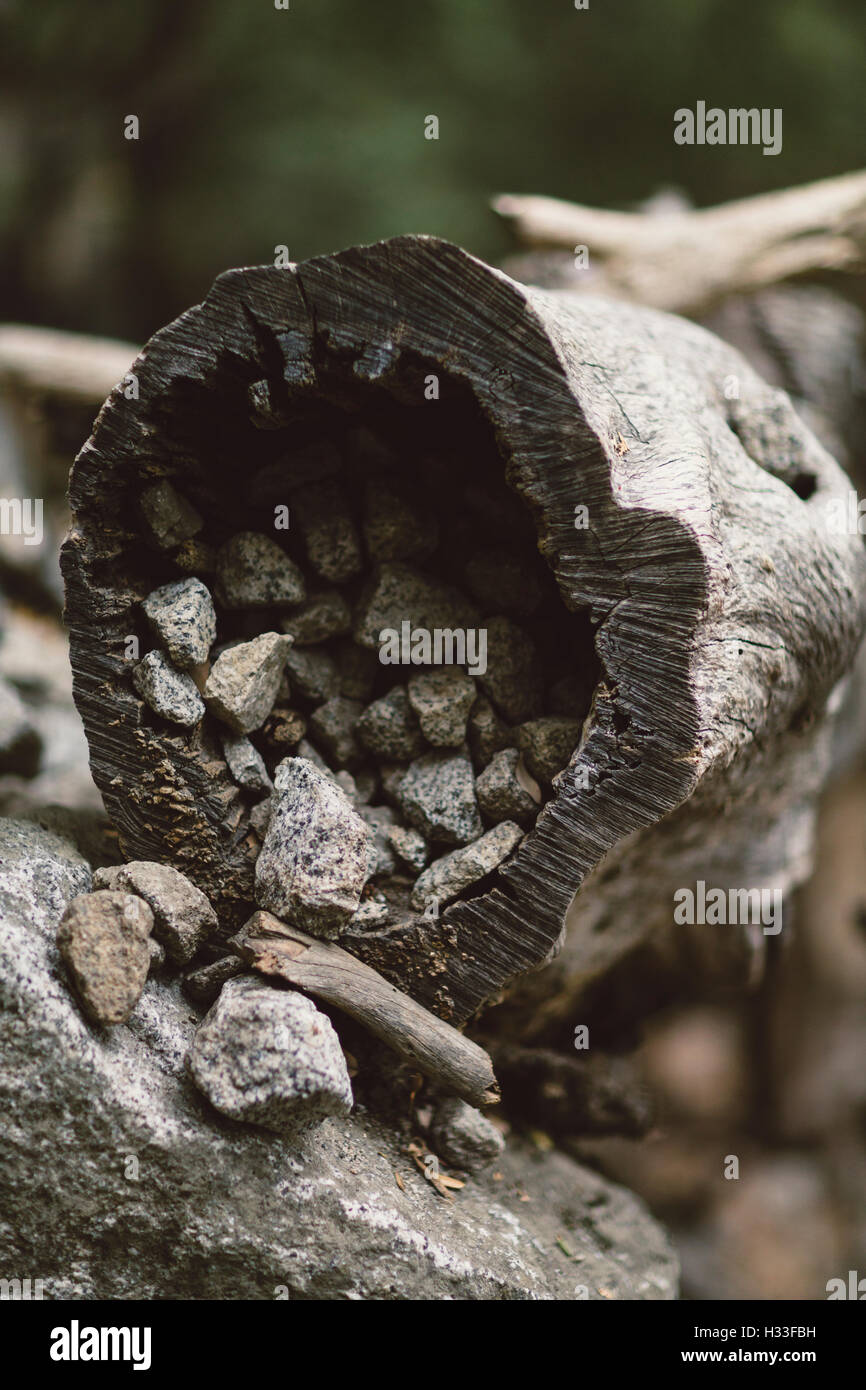 Hollow tree stump hi-res stock photography and images - Alamy