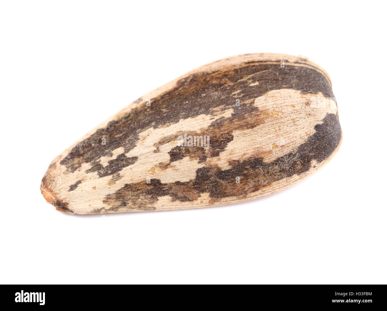 Close up of sunflower seed Stock Photo - Alamy
