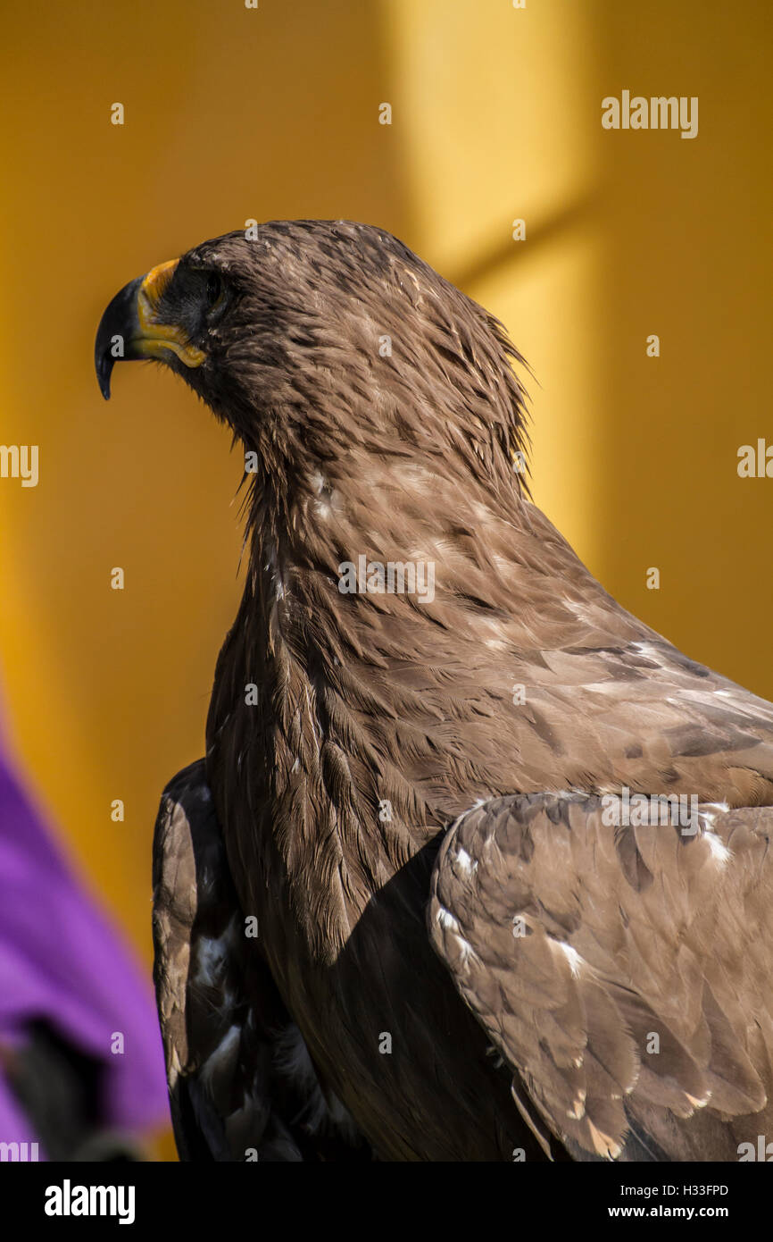 Medieval golden eagle, detail of head with large eyes, pointed b Stock ...