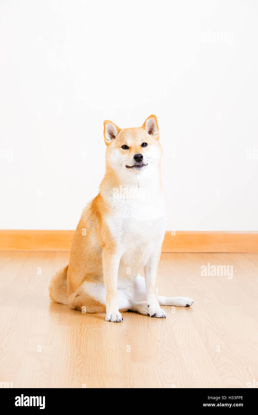 Brown shiba inu at home Stock Photo - Alamy