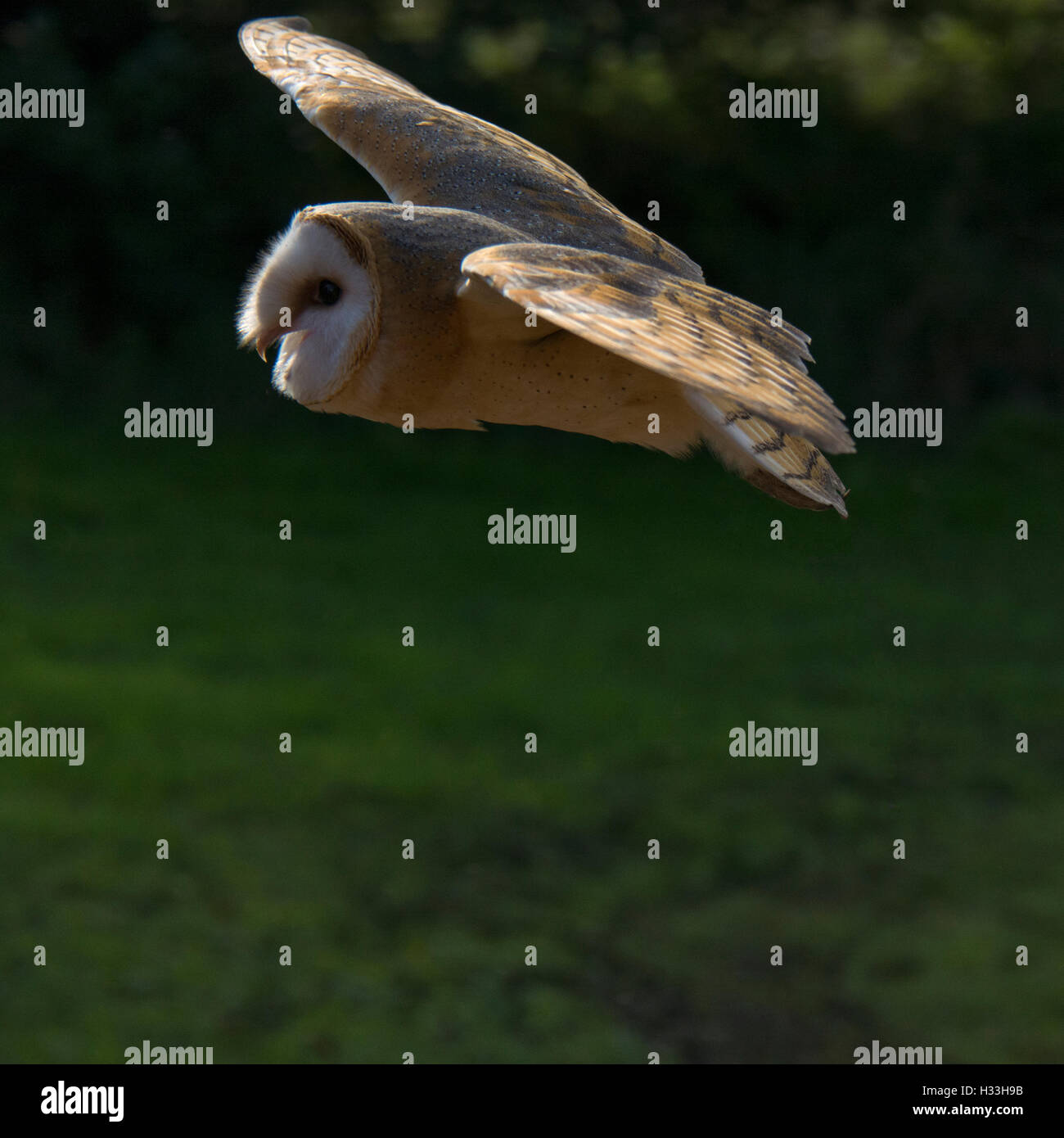 Barn Owl Flight Stock Photo - Alamy