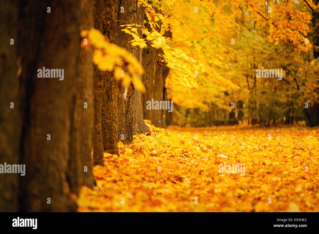 Light plant october fall foliage hi-res stock photography and images ...