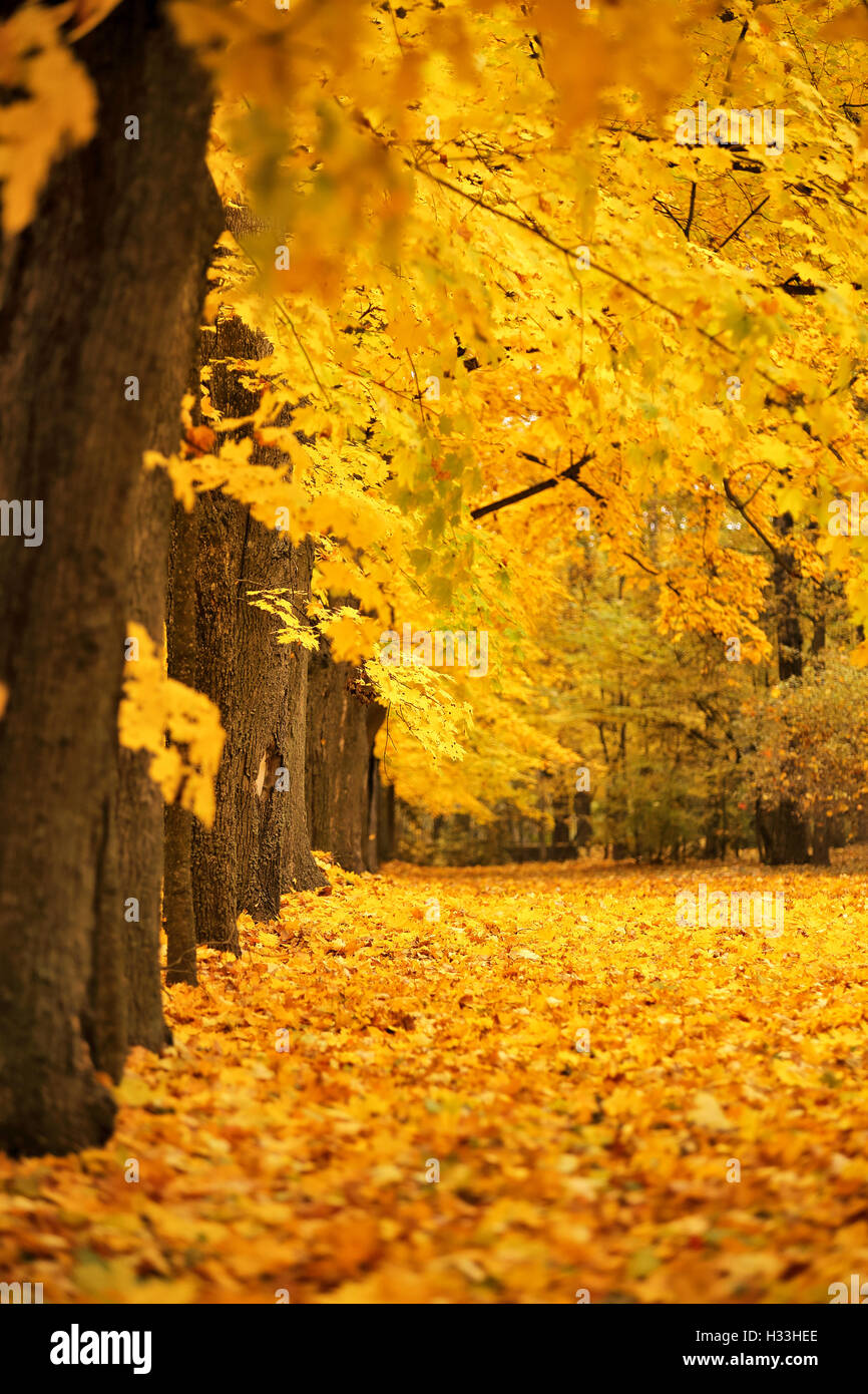 Red oak fall foliage hi-res stock photography and images - Alamy