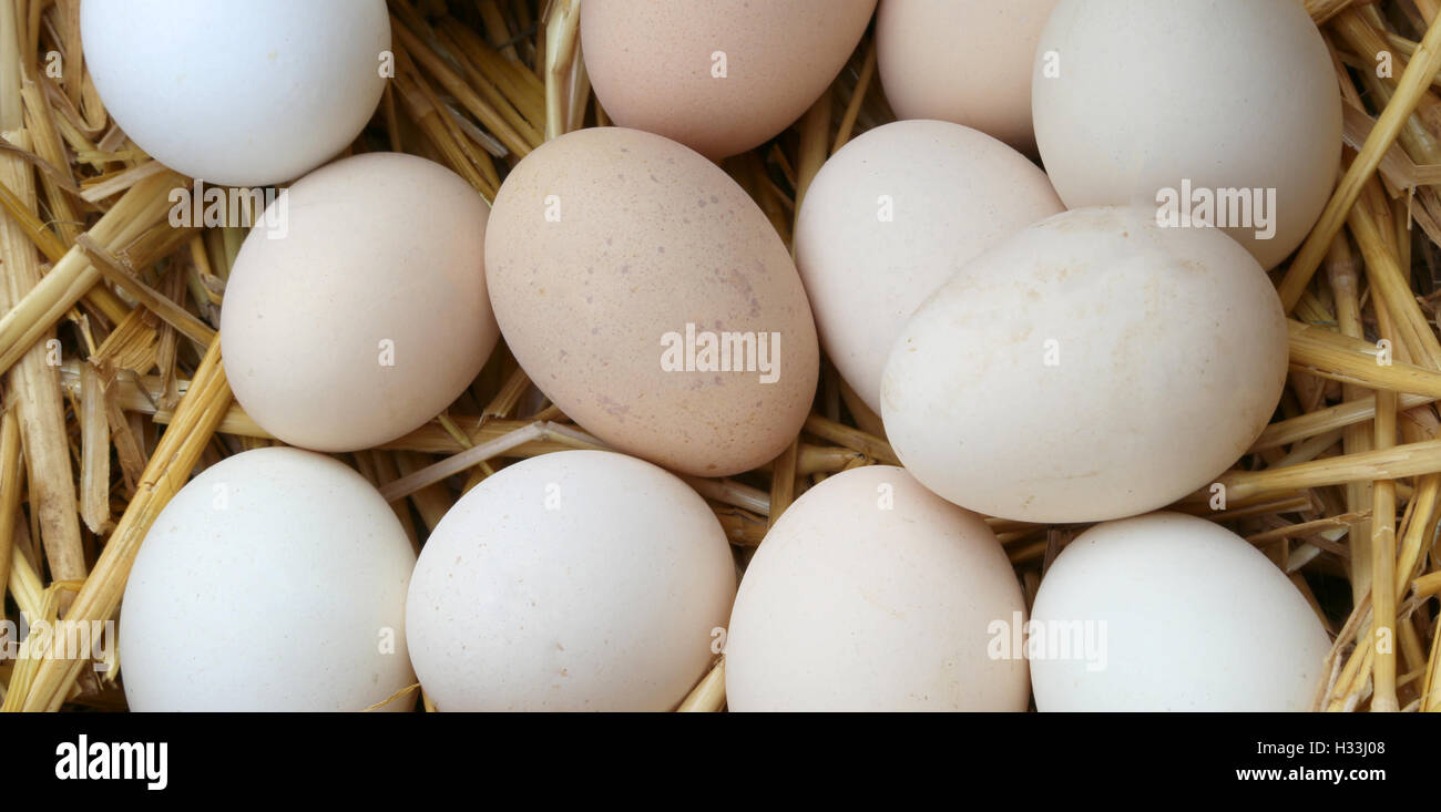 many genuine eggs of hen in the basket of the farm Stock Photo - Alamy