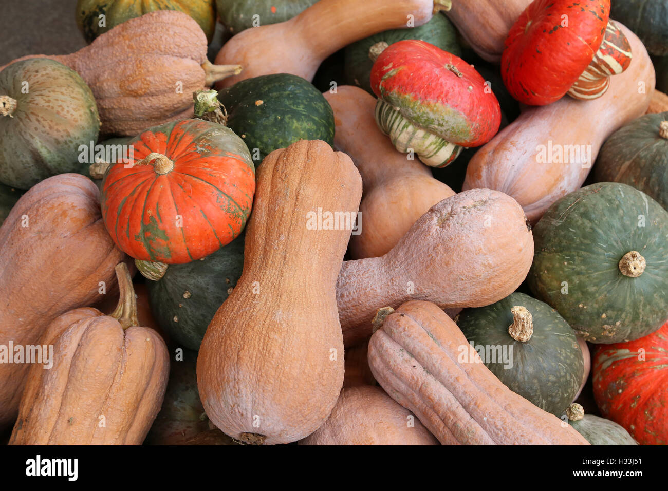 red green and orange very long pumpkins for sale in greengrocers in ...