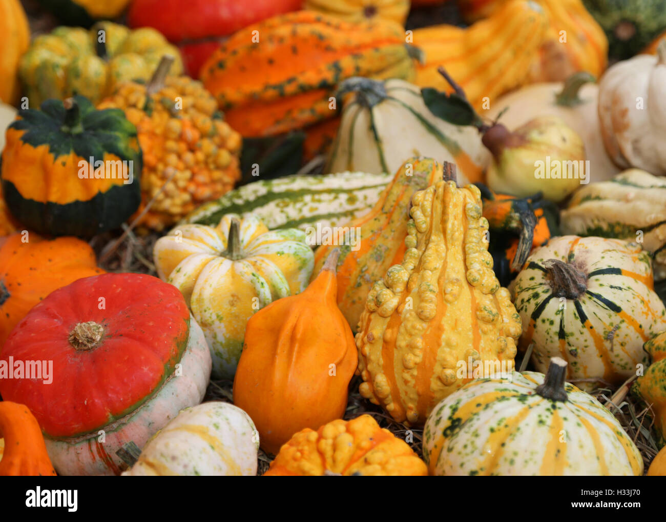 many coloured Pumpkins for halloween party for sale at the greengrocer ...