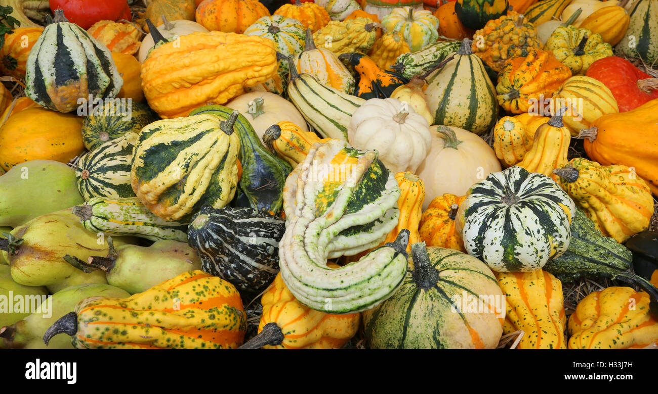 real pumpkins to decorate your home during the halloween party Stock ...