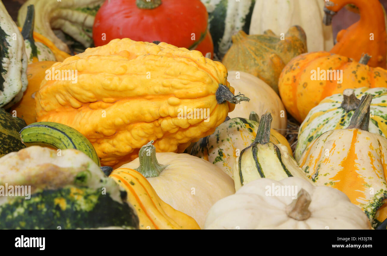 background of real pumpkins for halloween Stock Photo - Alamy