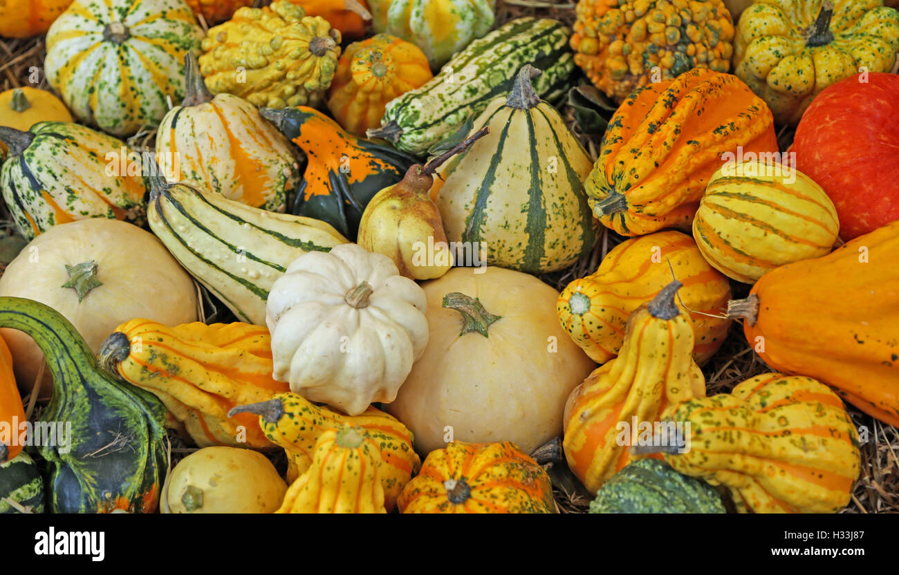 Real pumpkins hi-res stock photography and images - Alamy