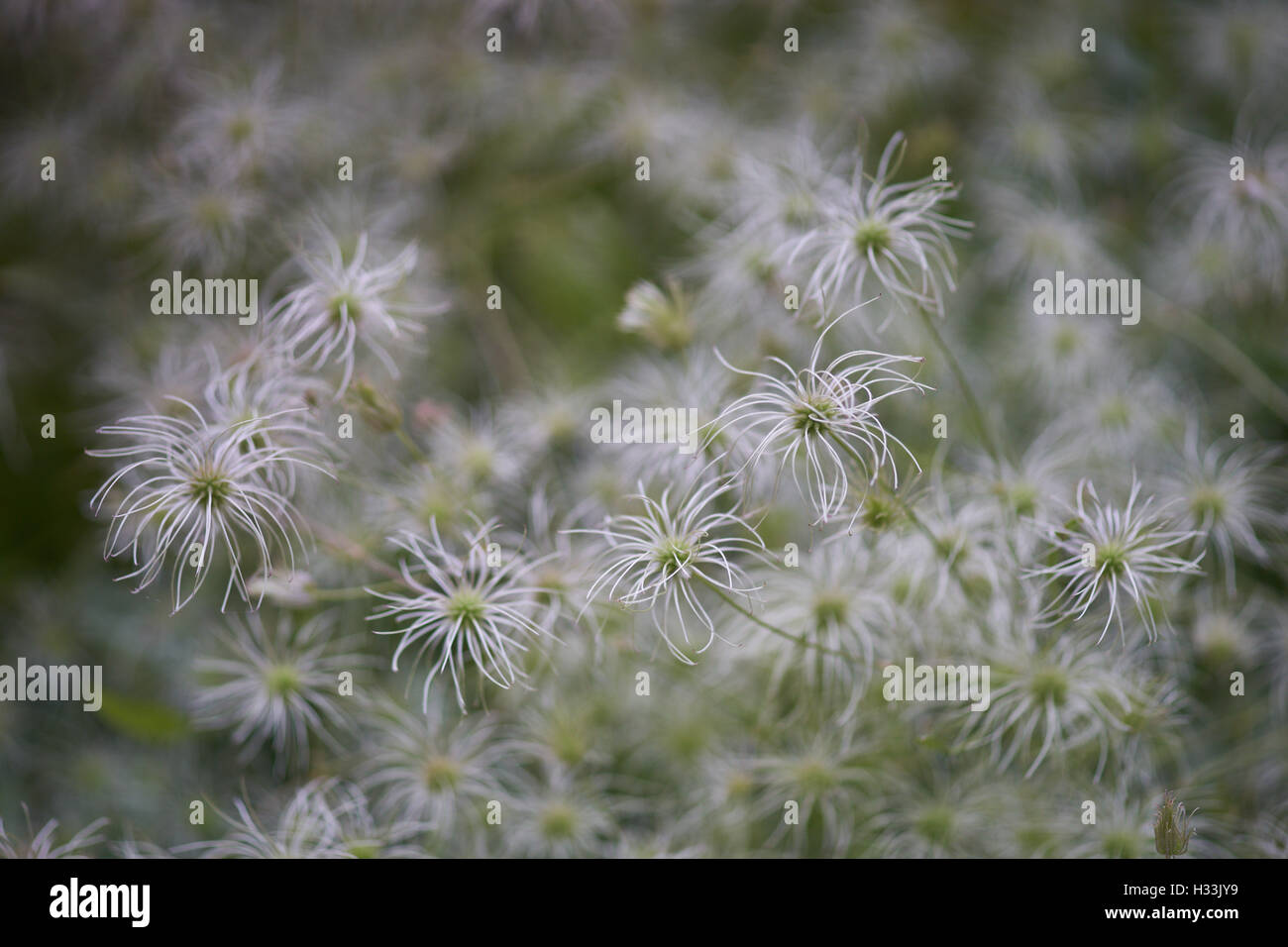 Fluffy clematis seed heads Stock Photo - Alamy
