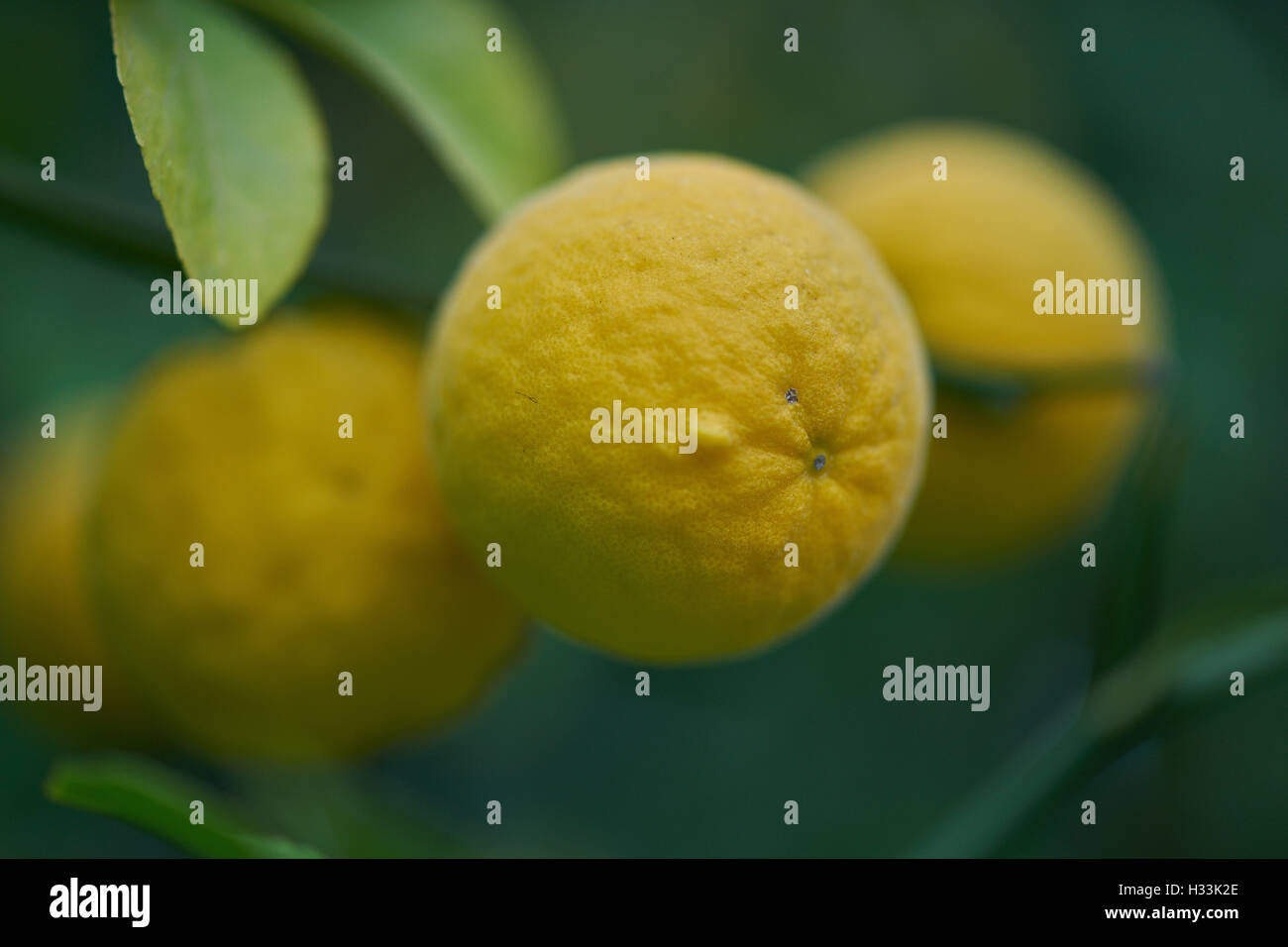 Trifoliate orange poncirus trifoliata hi-res stock photography and ...