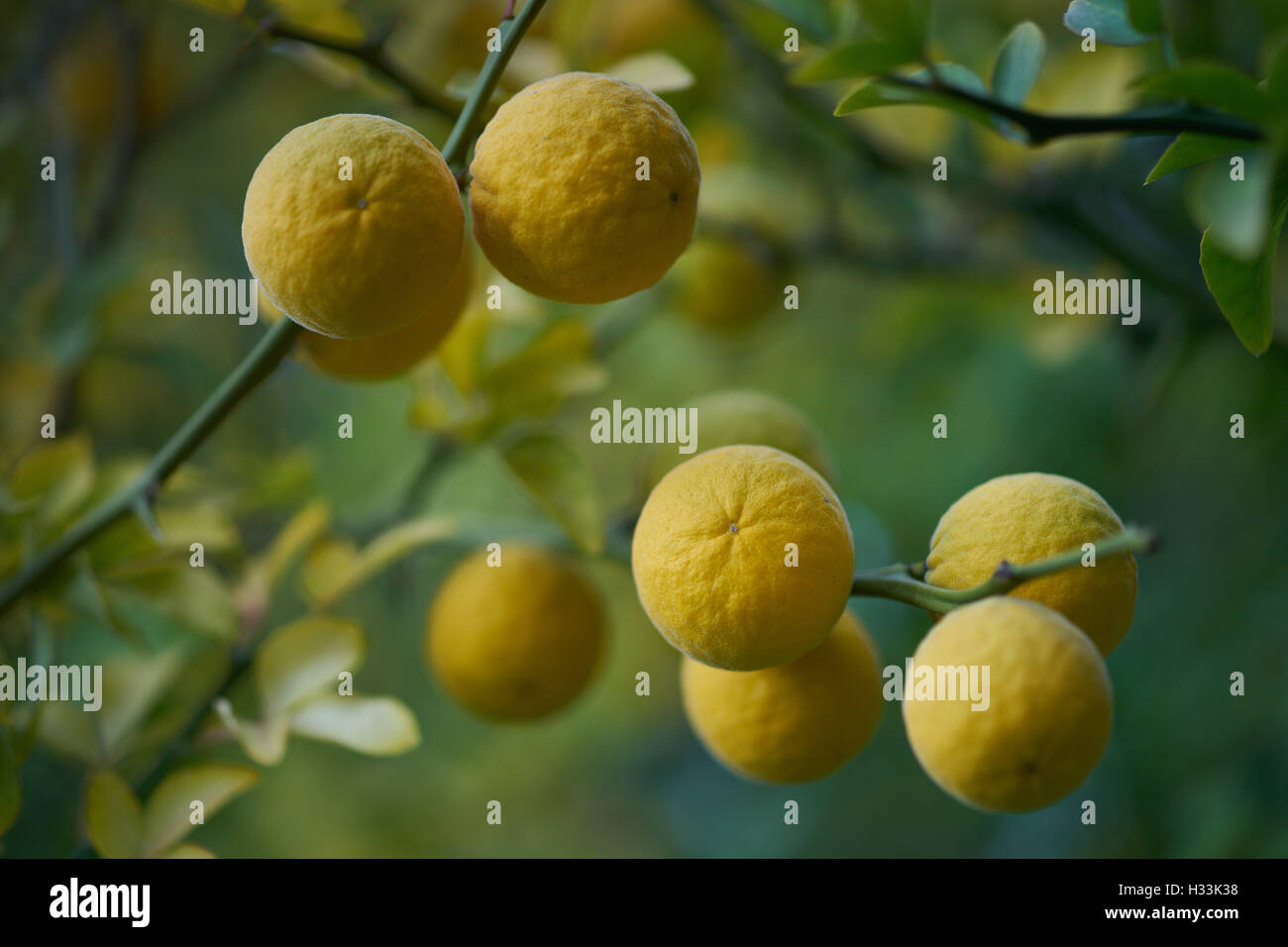 Trifoliate orange bitter orange hardy orange fruits Poncirus trifoliata ...