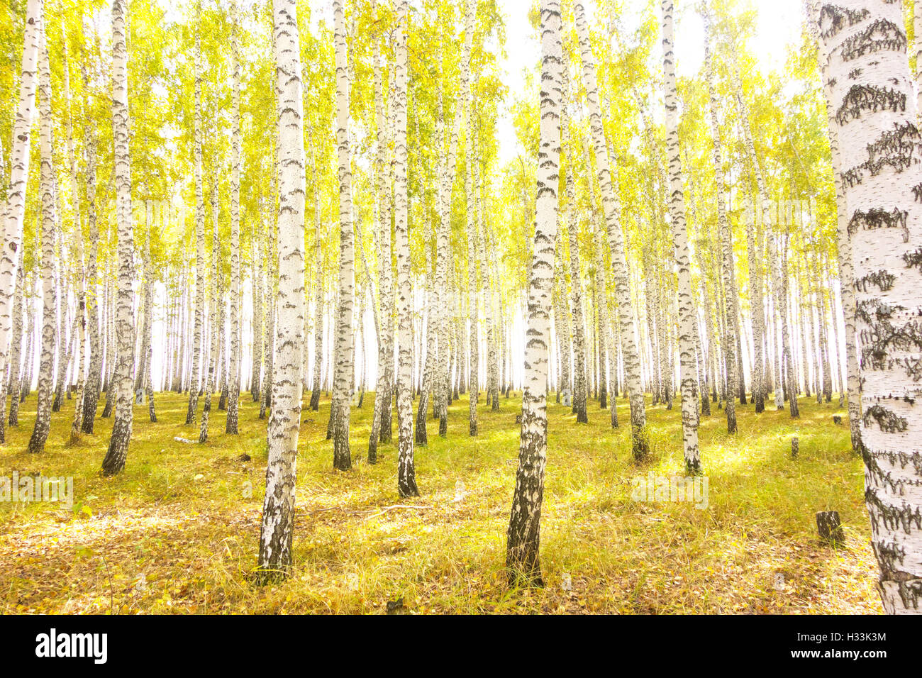 autumn birch forest Stock Photo - Alamy
