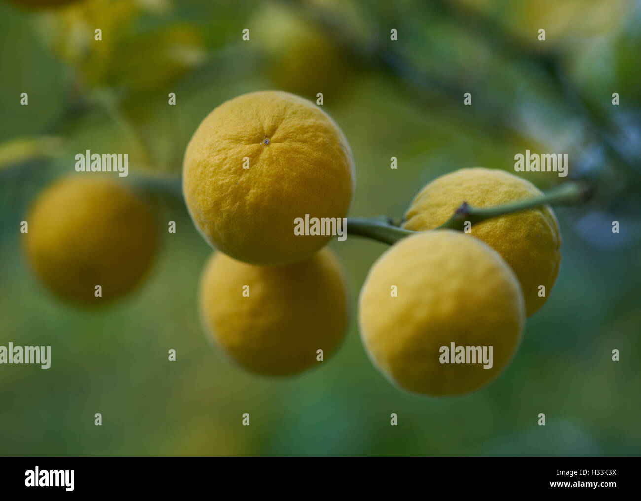 Trifoliate orange poncirus trifoliata hi-res stock photography and ...