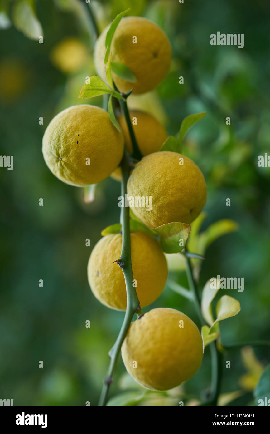 Trifoliate orange poncirus trifoliata hi-res stock photography and ...