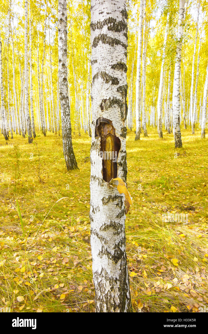 autumn birch forest Stock Photo - Alamy