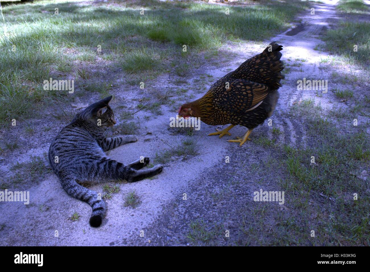 Cat hen hi-res stock photography and images - Alamy