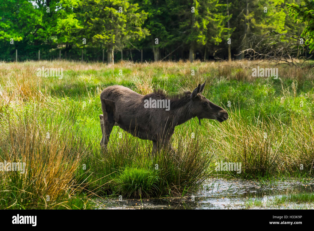 Scene taken on an summer day showing the animal in its natural habitat ...
