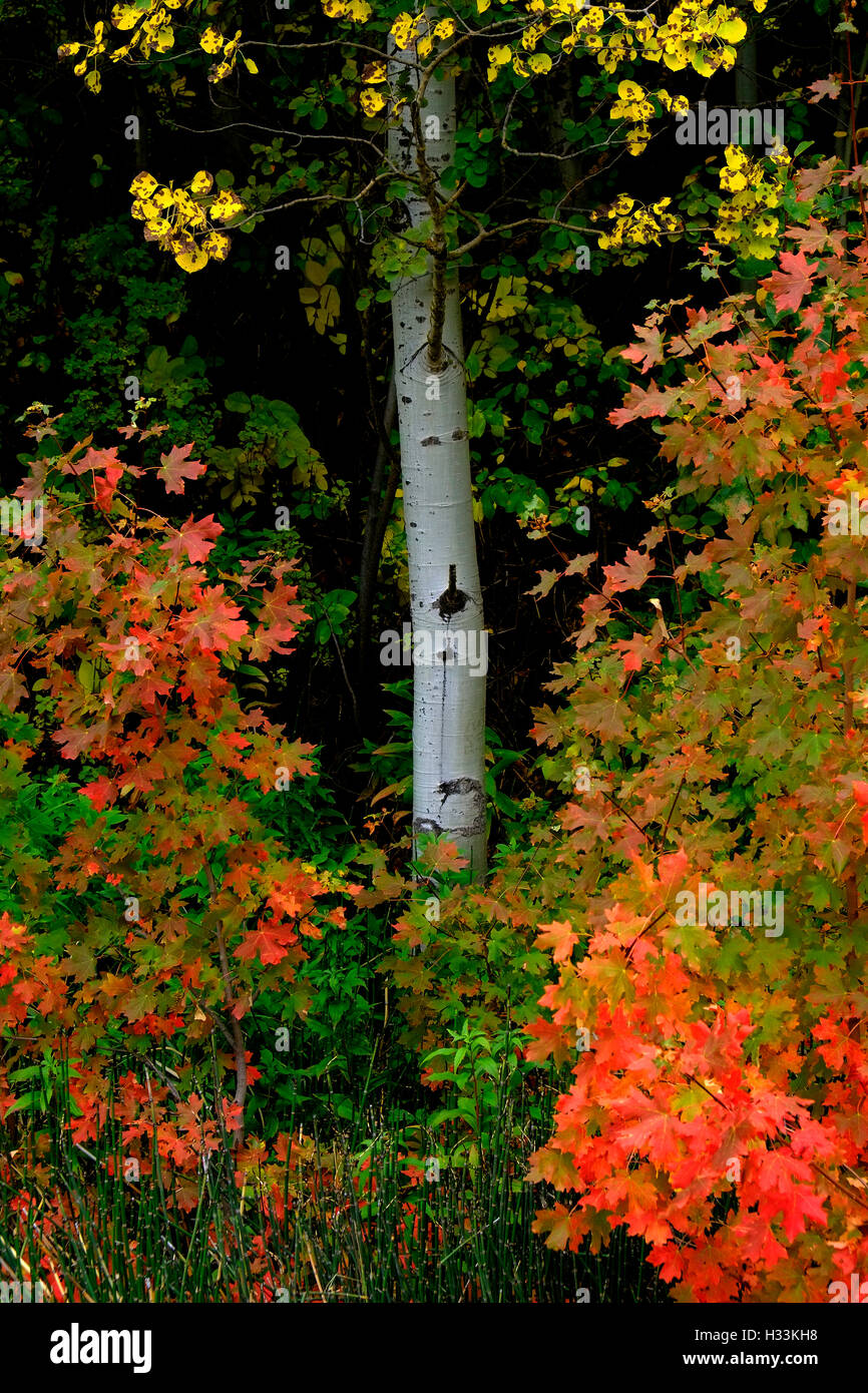 Forest of maple and birch trees in fall autumn Stock Photo - Alamy