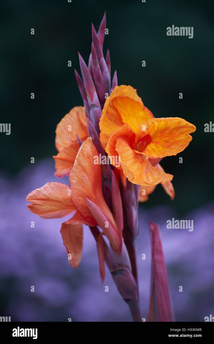 Canna lily hi-res stock photography and images - Alamy