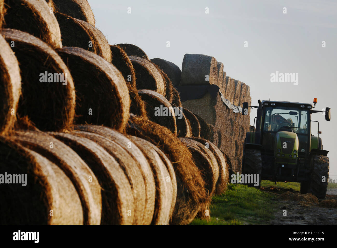 A tractor is loaded with hay bales of straw at a farm in the South ...