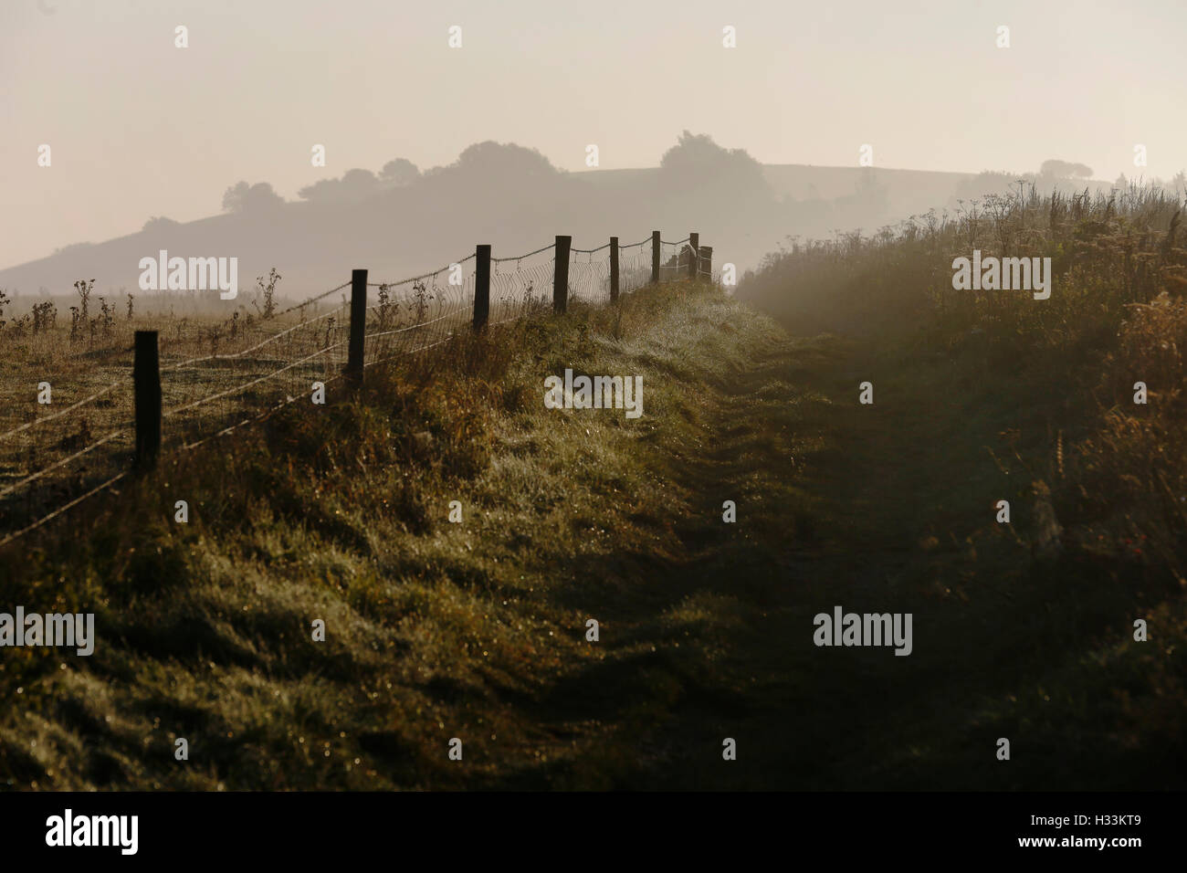 Mist and dew make for an autumnal morning in the South Downs National ...