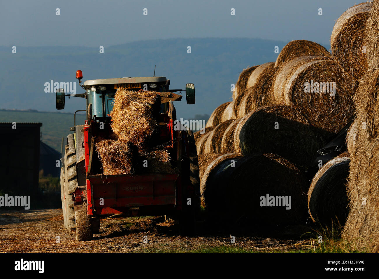 A tractor is loaded with hay bales of straw at a farm in the South ...