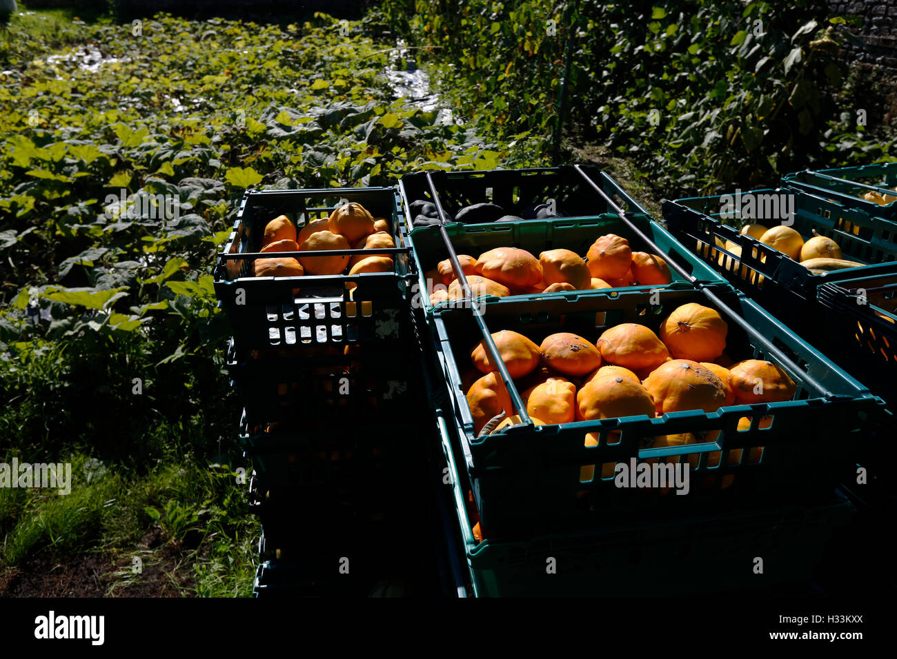 Pumpkins wait in crates in the market garden at Slindon Pumpkins for ...
