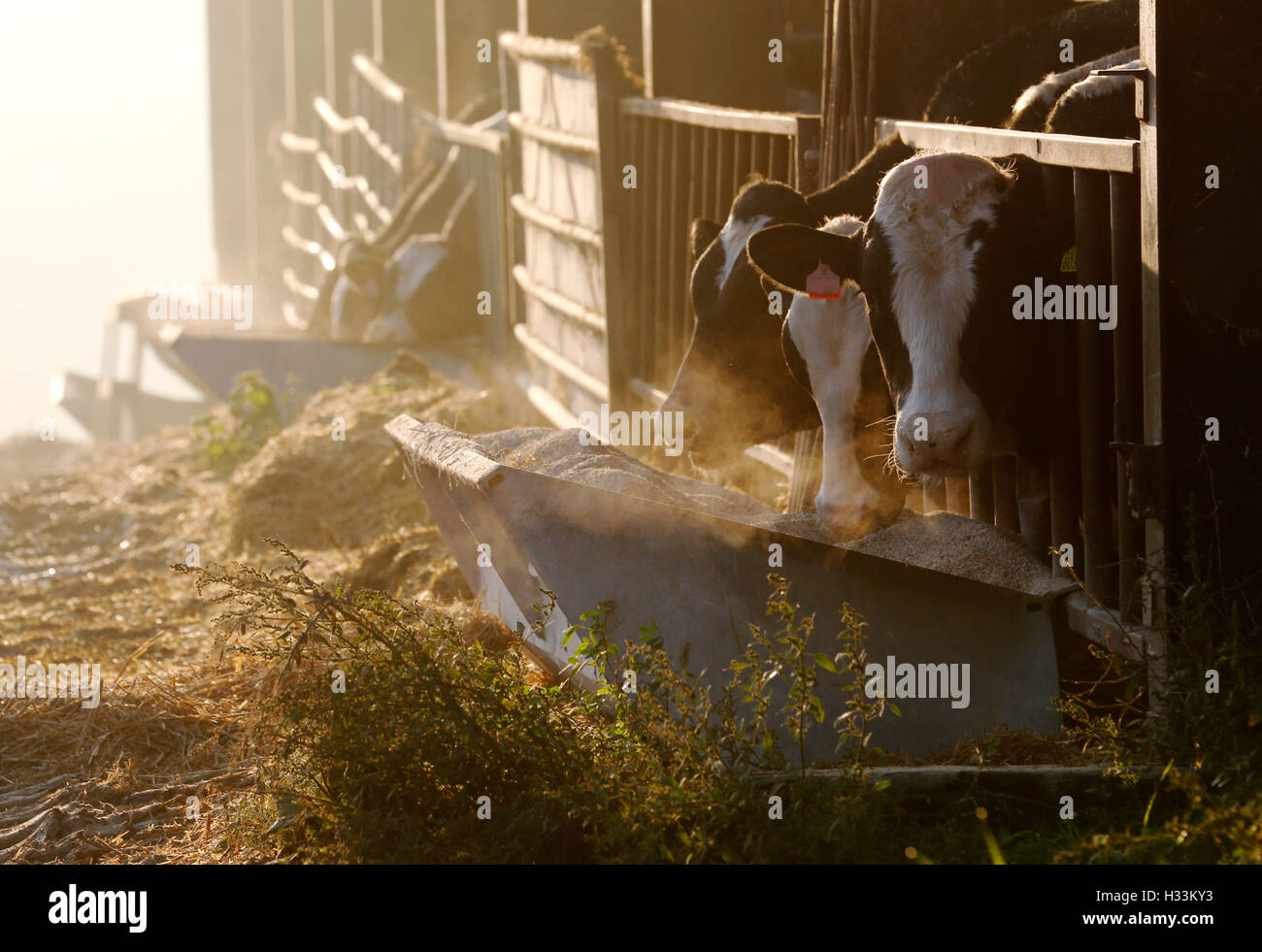 Cows feed in the morning sun at a farm in the South Downs National Park ...