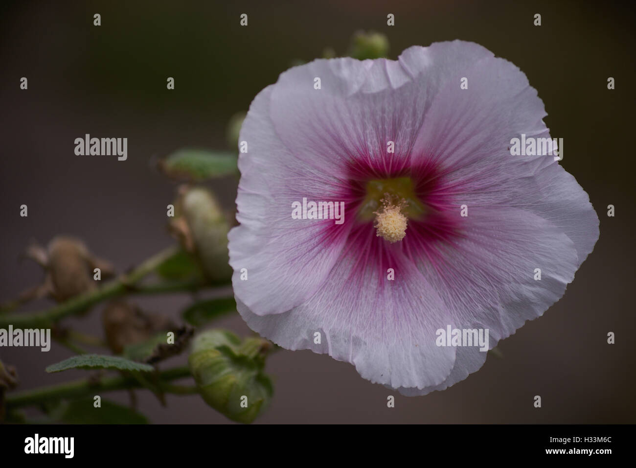 Common hollyhock pink flower close up Alcea rosea Stock Photo - Alamy