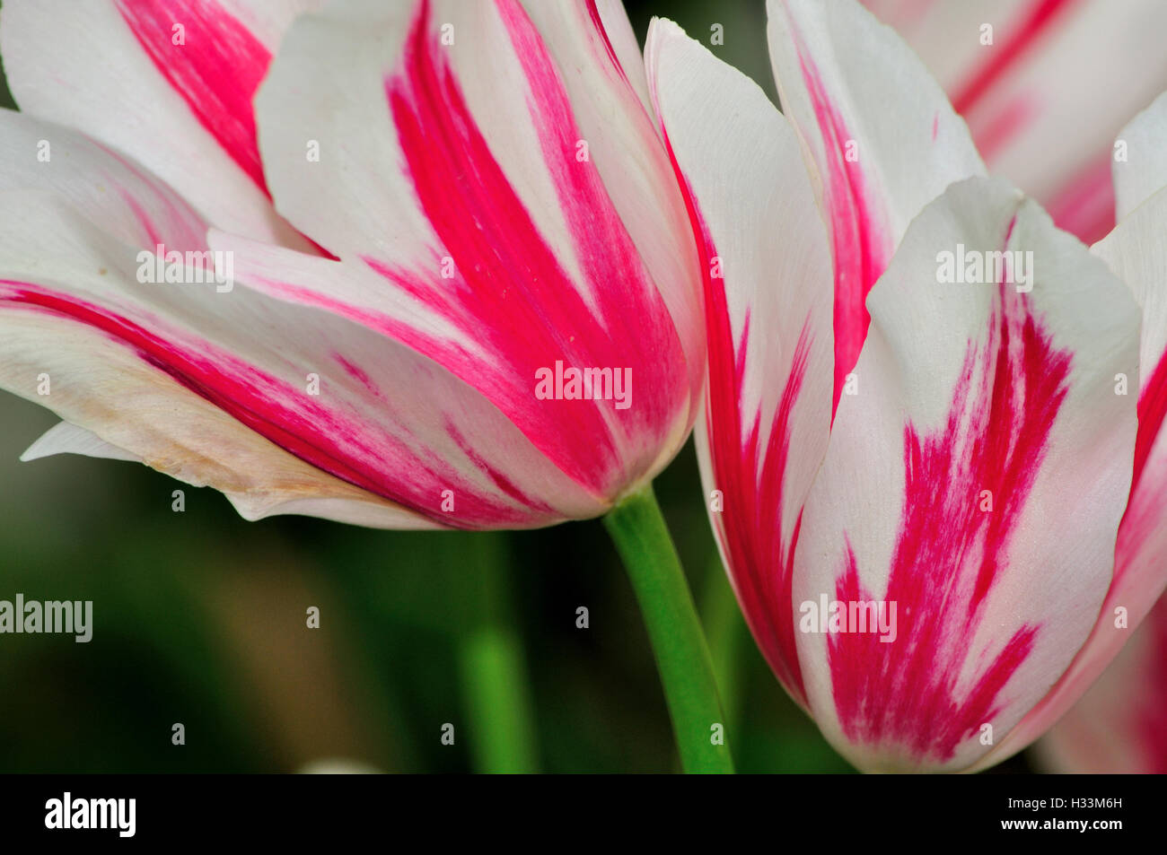 Variegated pink and white tulips hi-res stock photography and images ...