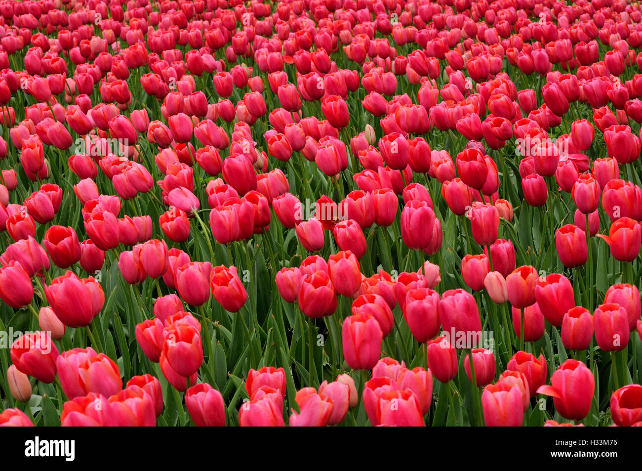 Deep pink tulips hi-res stock photography and images - Alamy