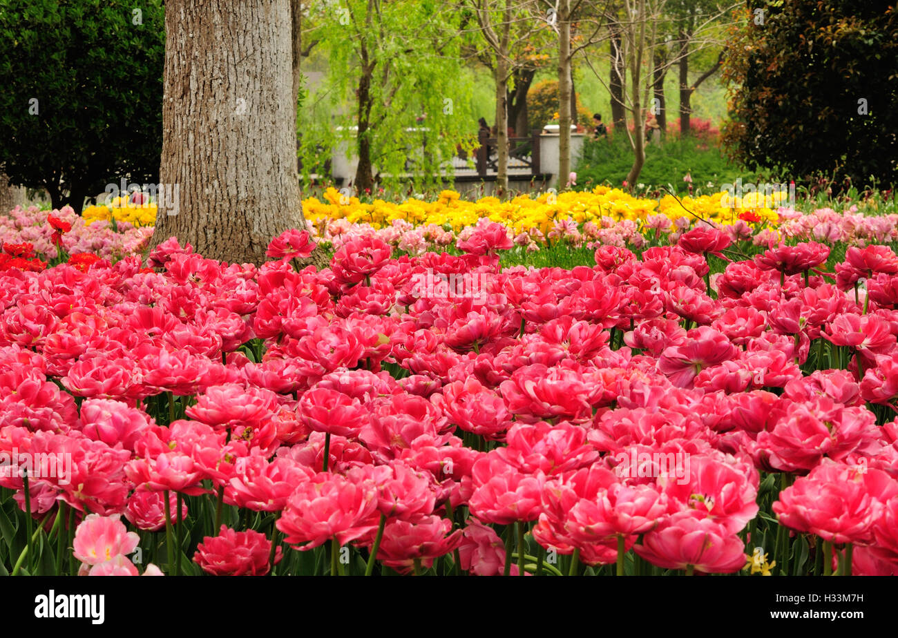 A field of yellow and pink tulips blooming around a tree within a ...