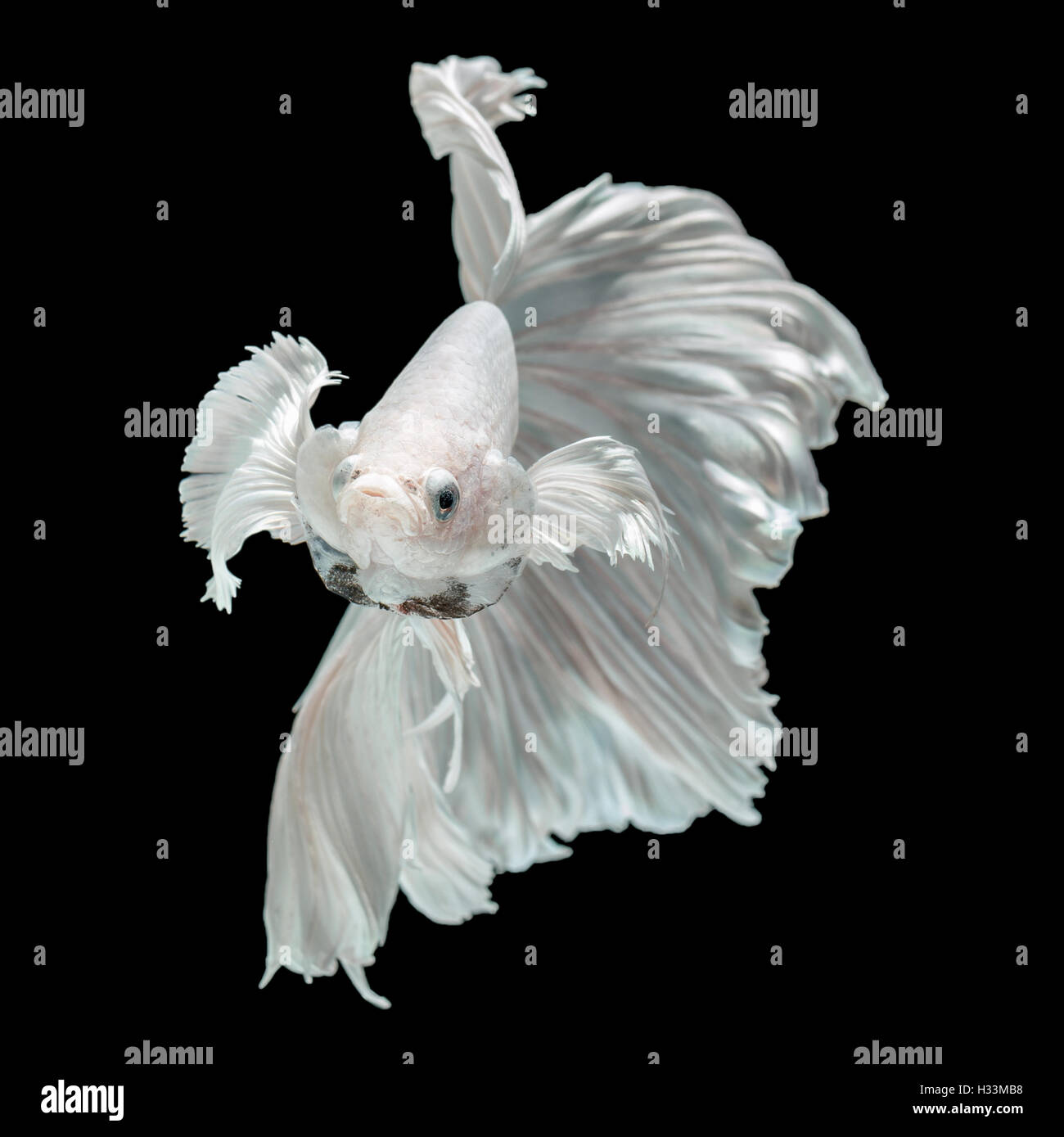 Betta fish, siamese fighting fish "half moon" isolated on black ...