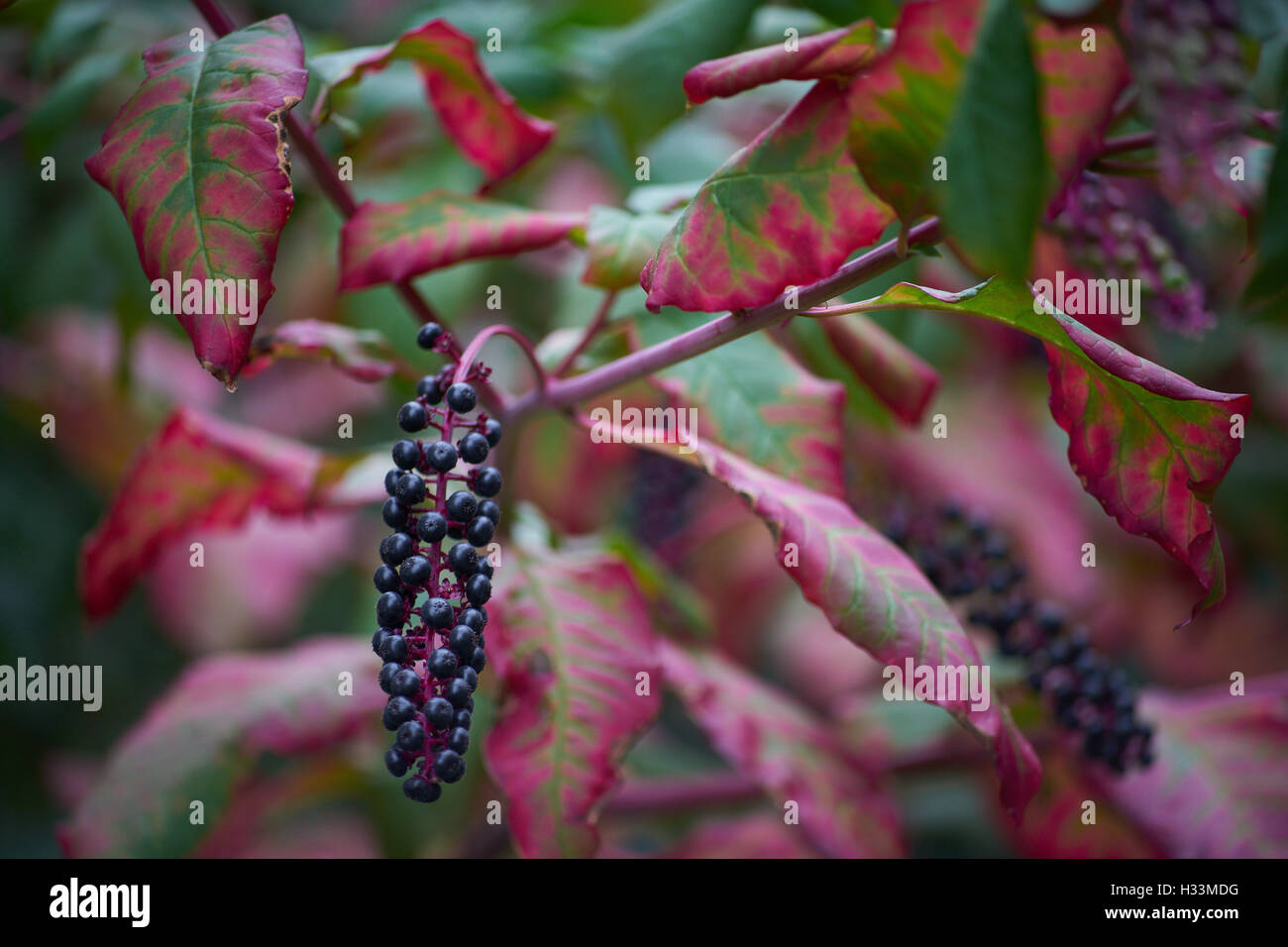 American pokeweed hi-res stock photography and images - Alamy