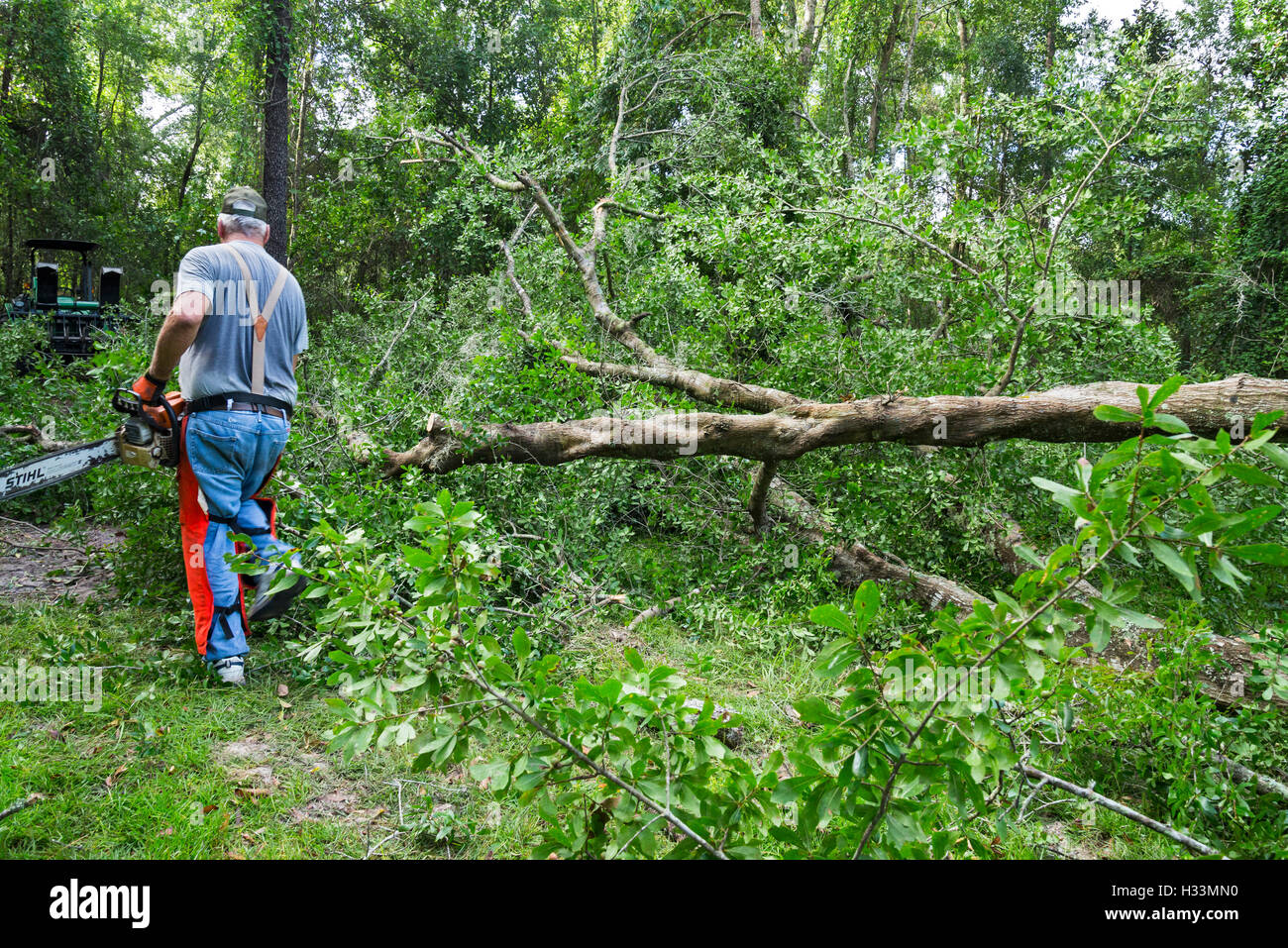 Removal of trees on wooded property in North Florida Stock Photo - Alamy