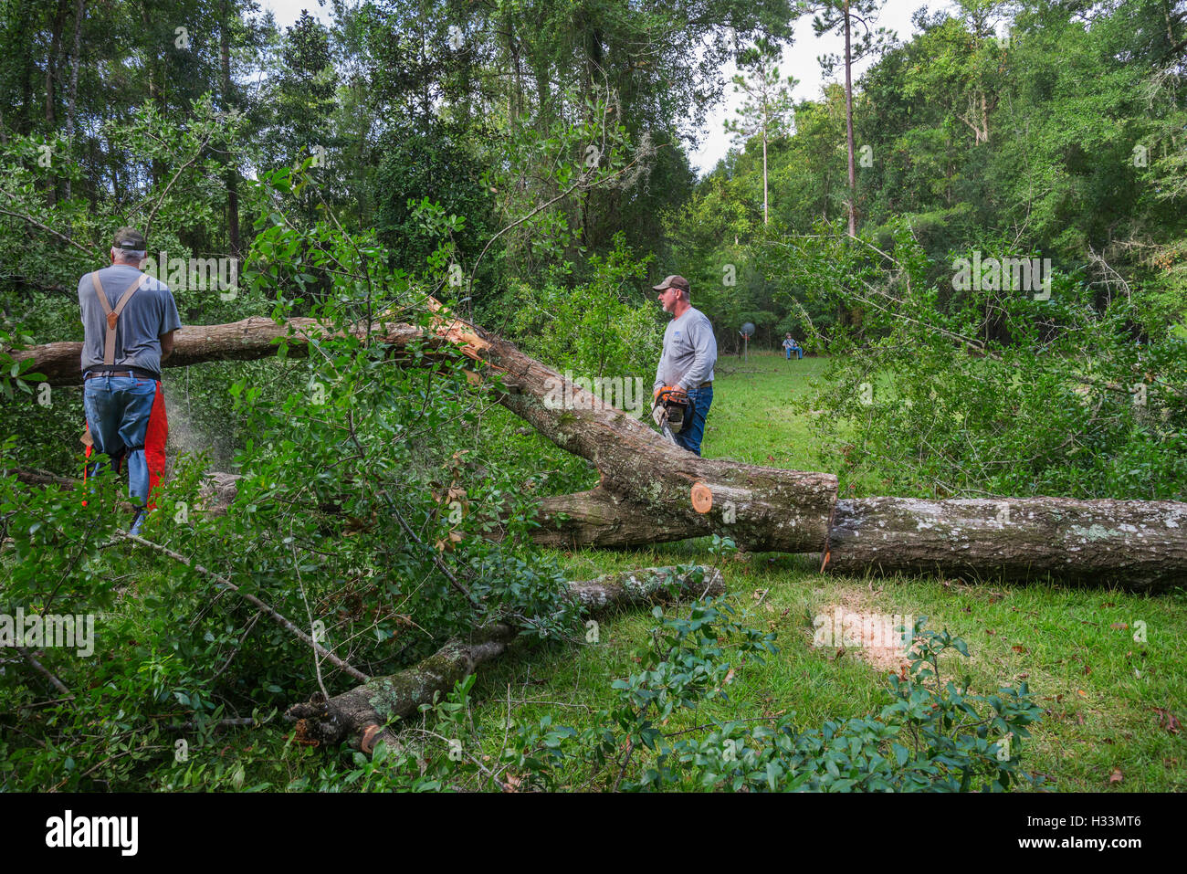 Removal of trees on wooded property in North Florida Stock Photo - Alamy