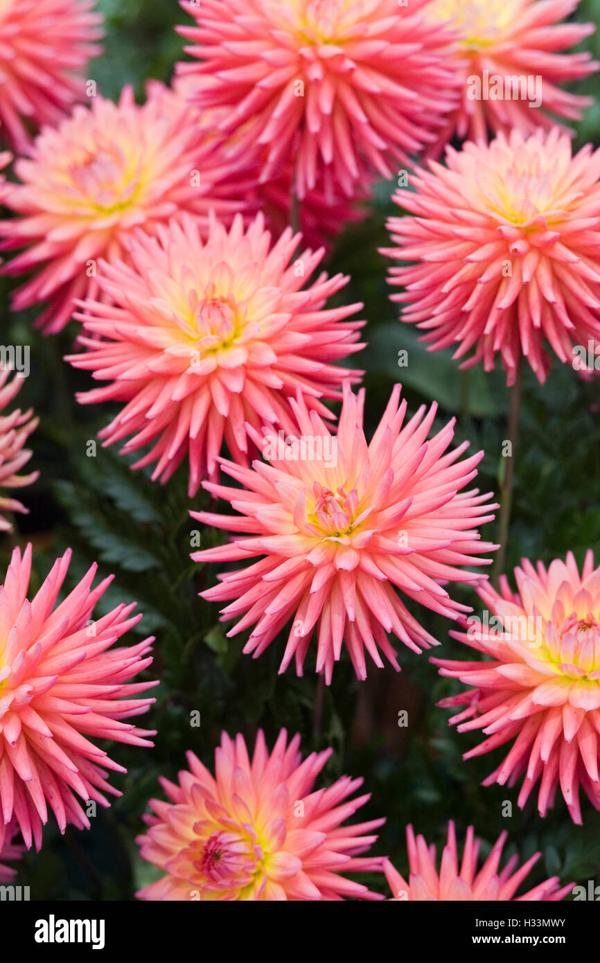 Dahlia "Ryecroft Pixie Stock Photo - Alamy