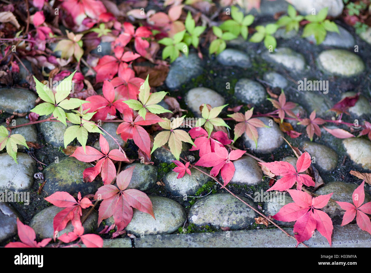 Parthenocissus quinquefolia, Virginia Creeper, American ivy over ...