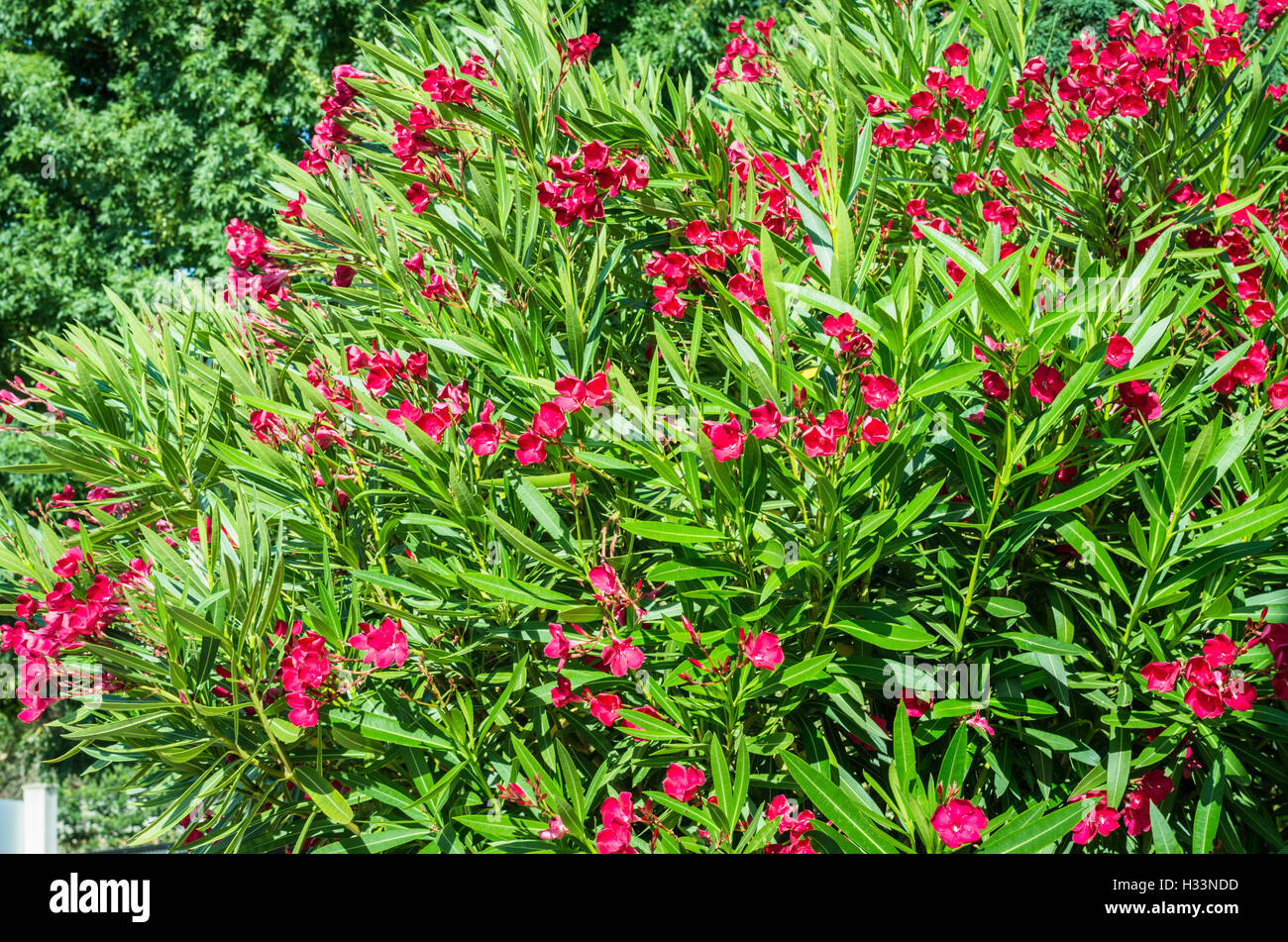 red flowers growing on tree Stock Photo - Alamy
