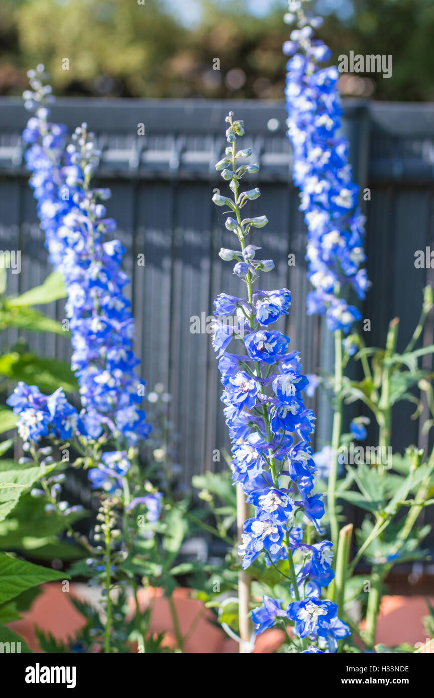 blue flowers growing in garden Stock Photo - Alamy