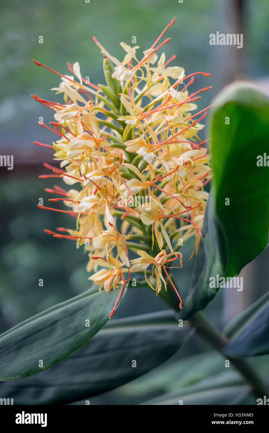 Hedychium gardnerianum Kahili ginger Kahila garland-lily ginger lily ...
