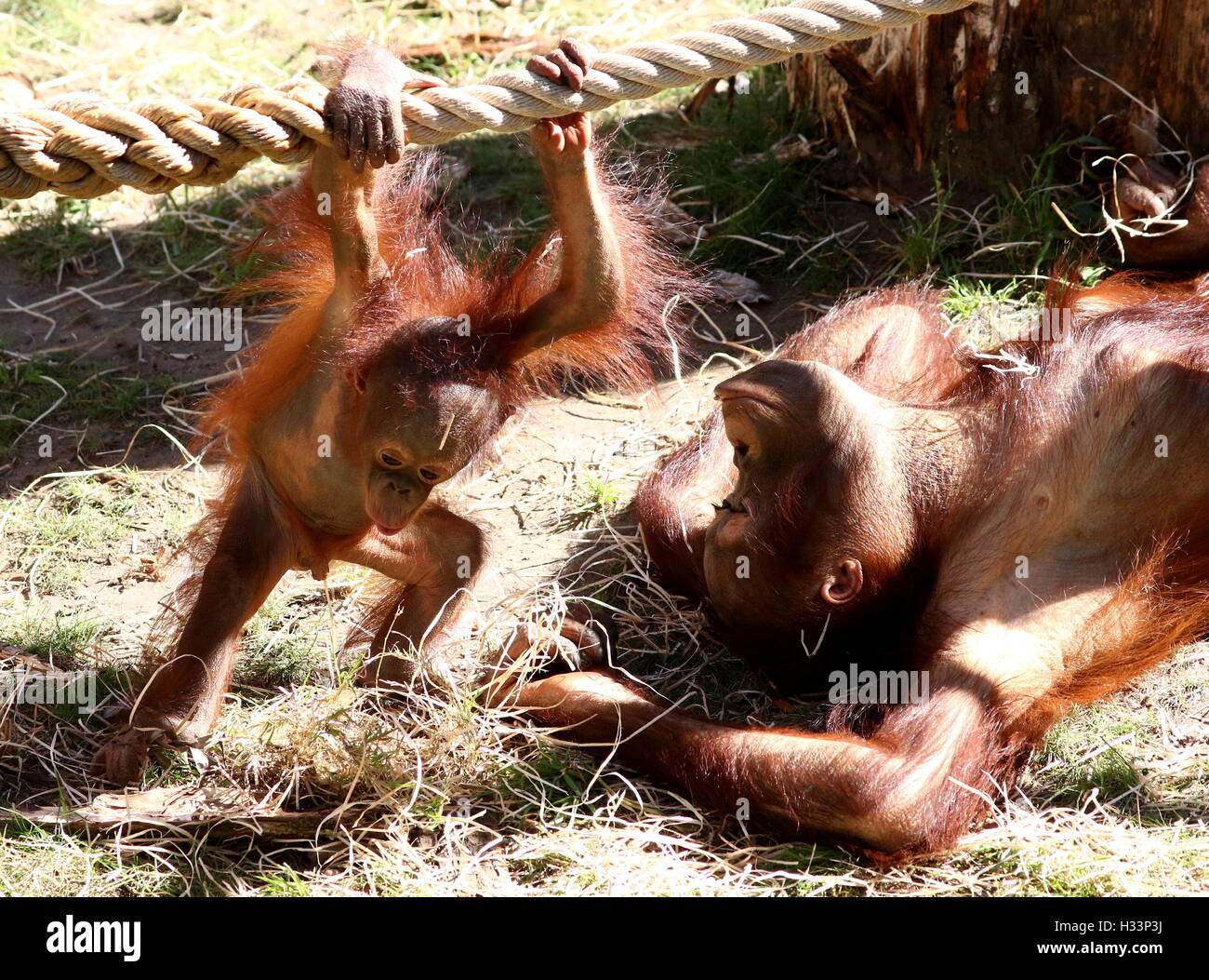 Orang utangs pongo pygmaeus hi-res stock photography and images - Alamy