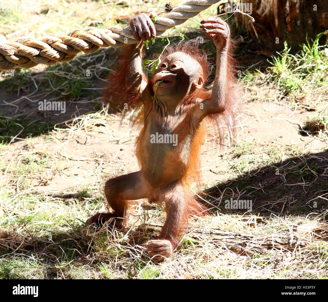 Orangutan Walking High Resolution Stock Photography and Images - Alamy