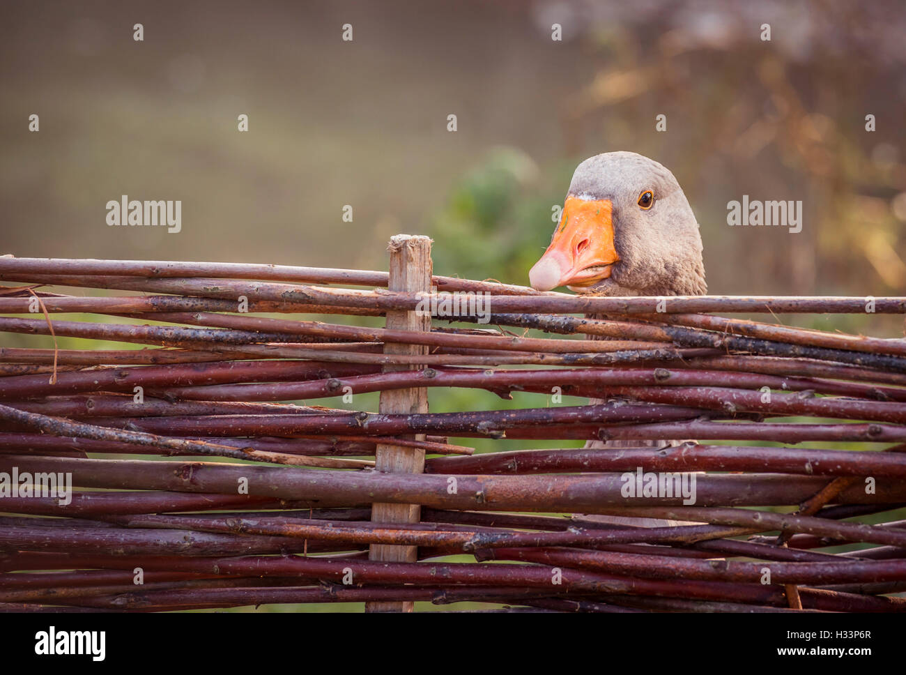 Gray goose behind fence Stock Photo - Alamy