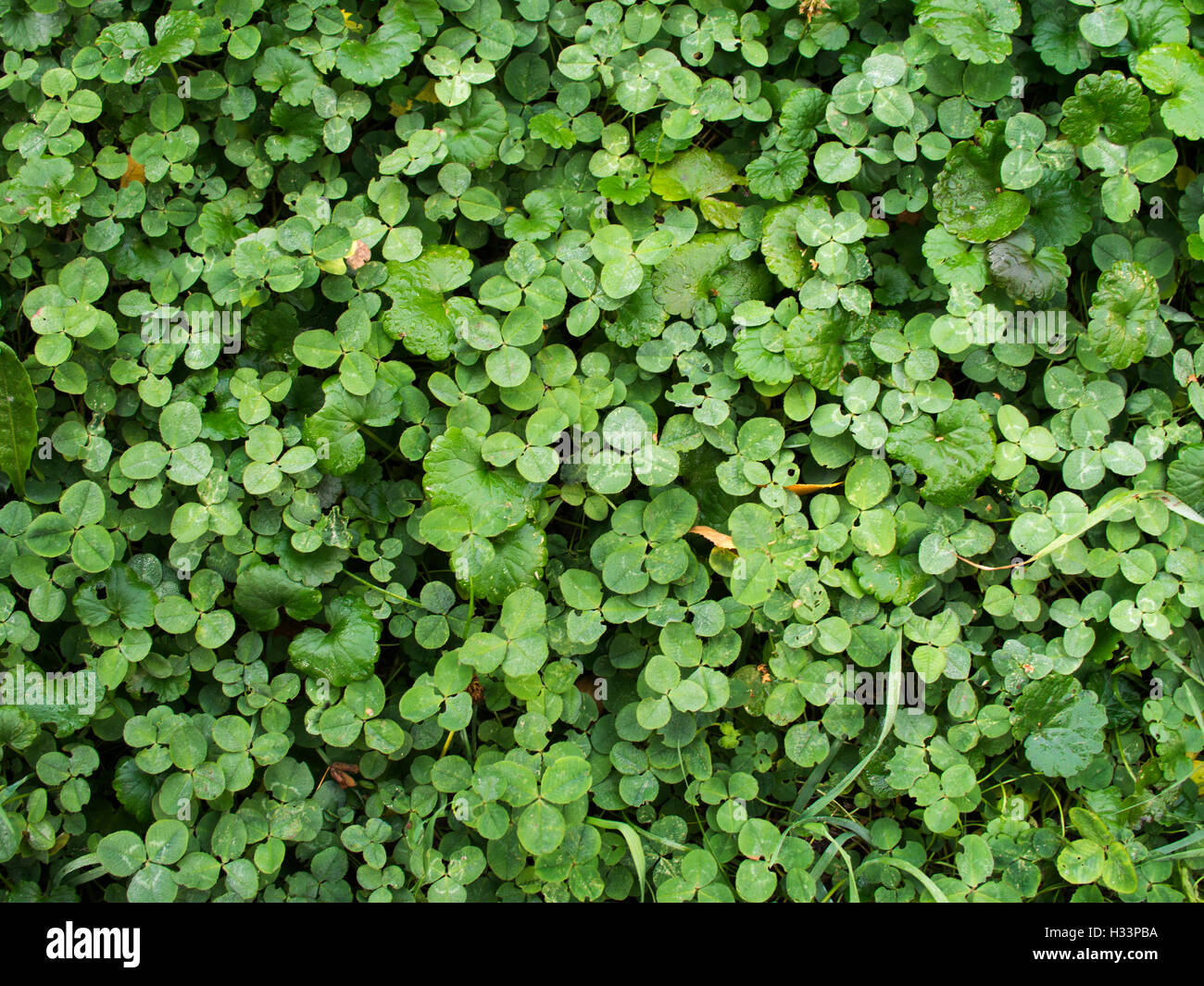 Green grass clover seamless texture Stock Photo - Alamy