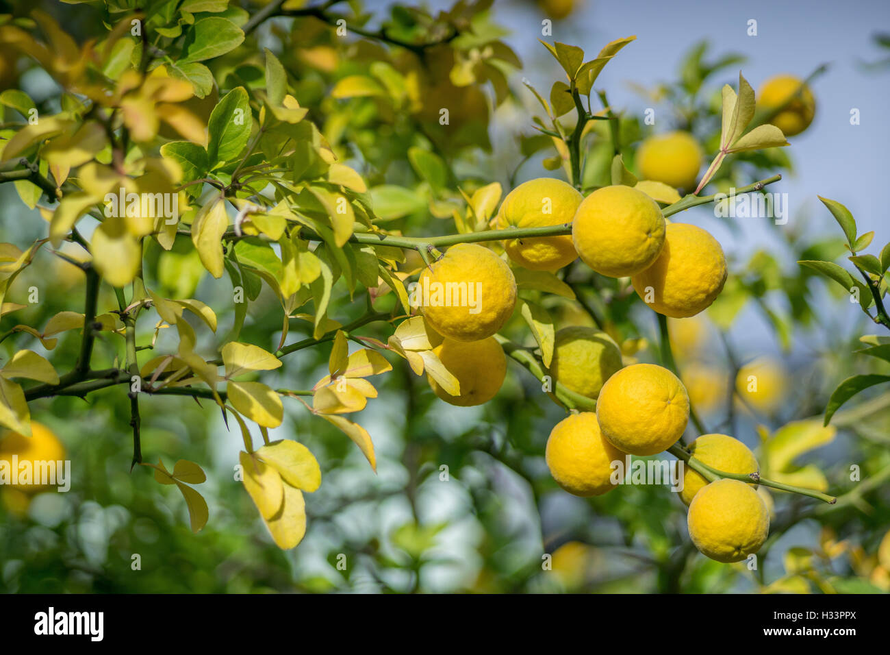 Trifoliate orange bitter orange hardy orange fruits Poncirus trifoliata ...